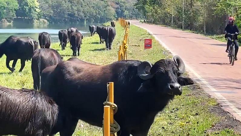 Búfalos são vistos se refrescando no Rio Pinheiros, em São Paulo
